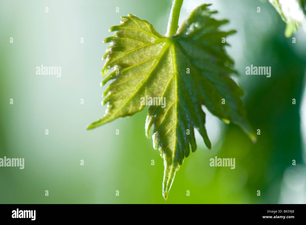 Undersides of plant leaf hi-res stock photography and images - Alamy