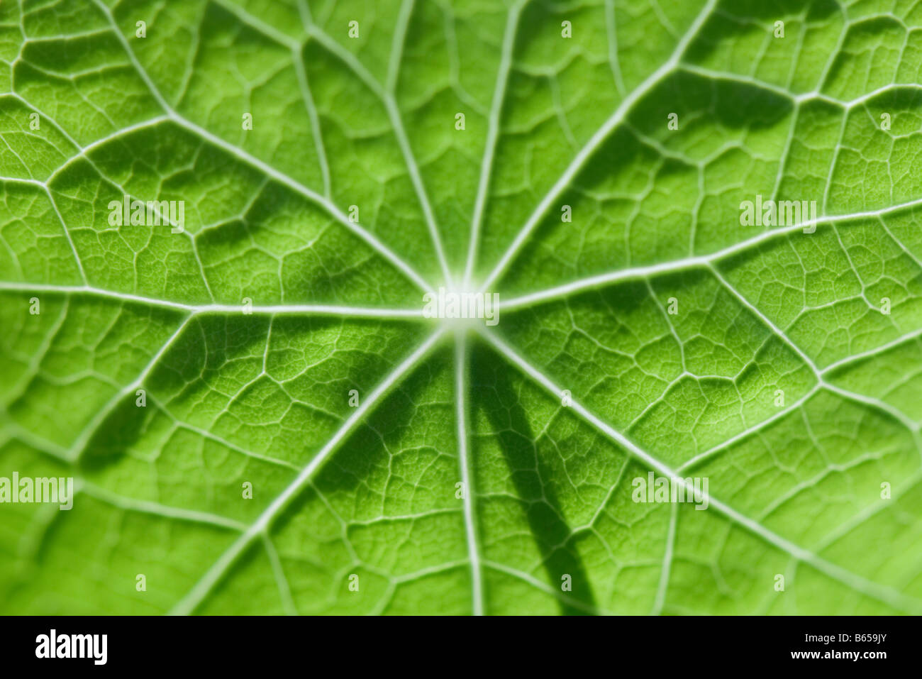 Leaf veins, extreme close-up Stock Photo - Alamy
