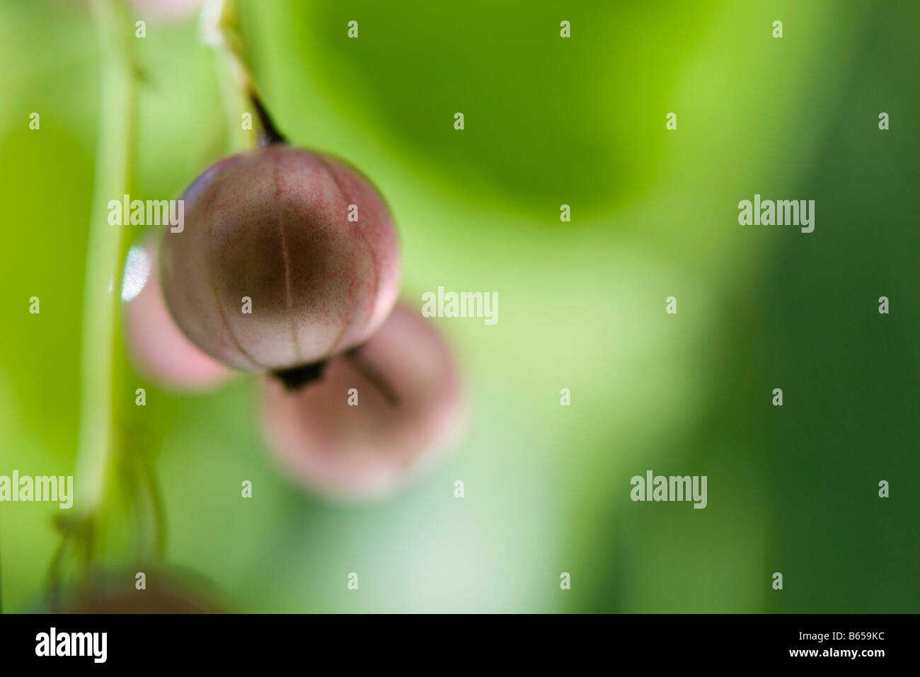 Close up of pink currants hi-res stock photography and images - Alamy