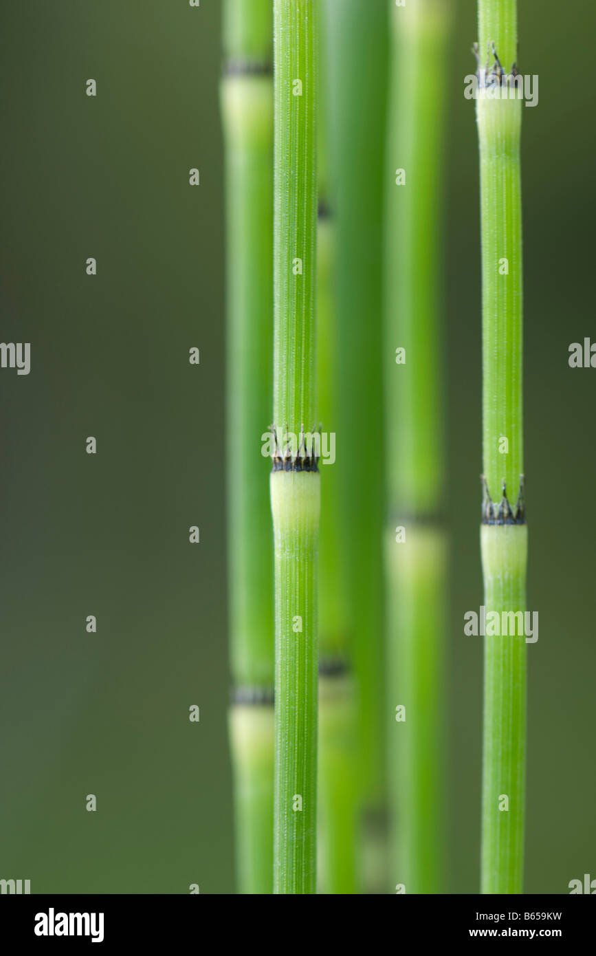 Horsetail rushes (equisetum hyemale), close-up Stock Photo - Alamy