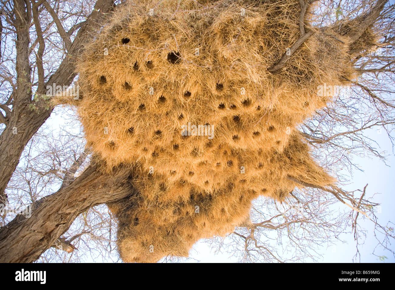 Social Weavers Nest Stock Photo - Alamy