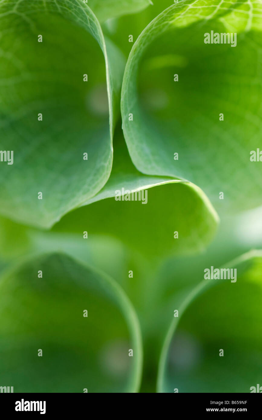 Bell shaped leaves, extreme close-up Stock Photo - Alamy