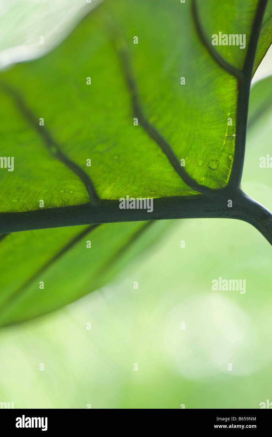Underside leaf hi-res stock photography and images - Alamy