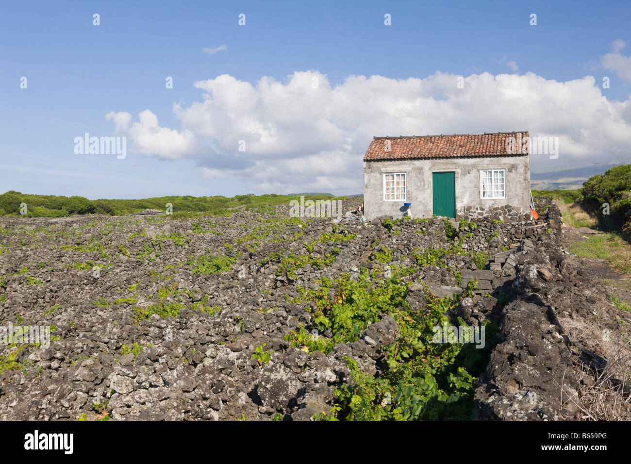 Pico Island Vineyard Culture Unesco Heritage Site Pico Island Azores ...