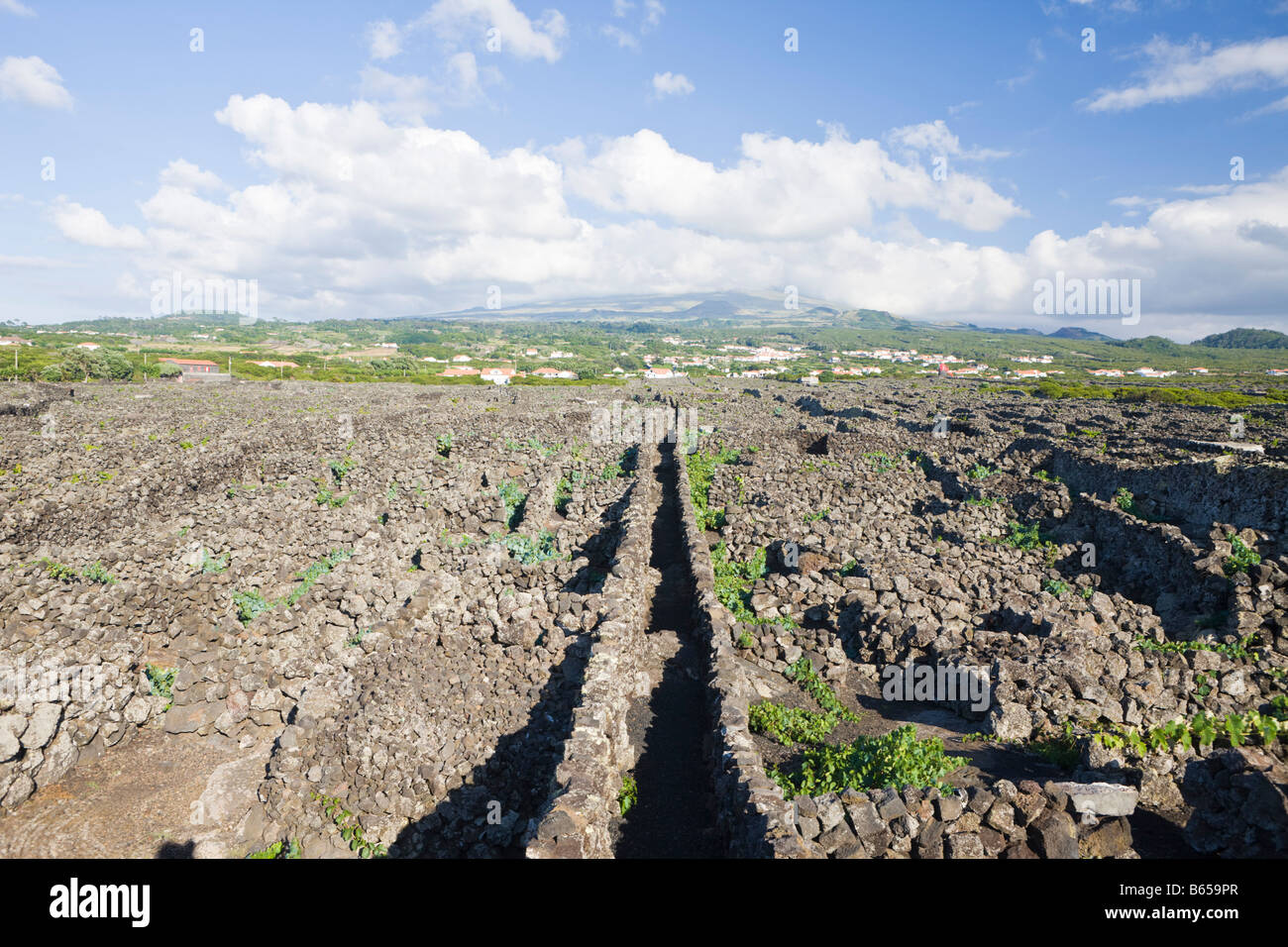 Pico Island Vineyard Culture Unesco Heritage Site Pico Island Azores ...