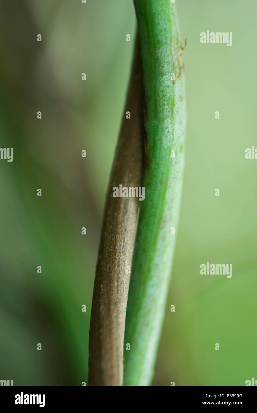 Intertwined stems, close-up Stock Photo - Alamy