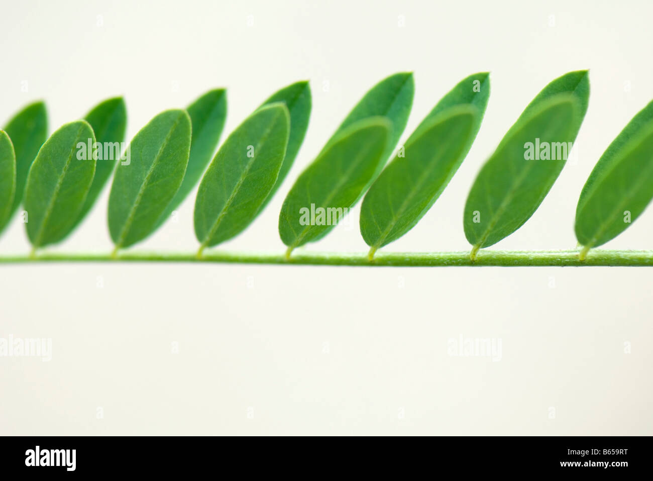 Branches in row hi-res stock photography and images - Alamy