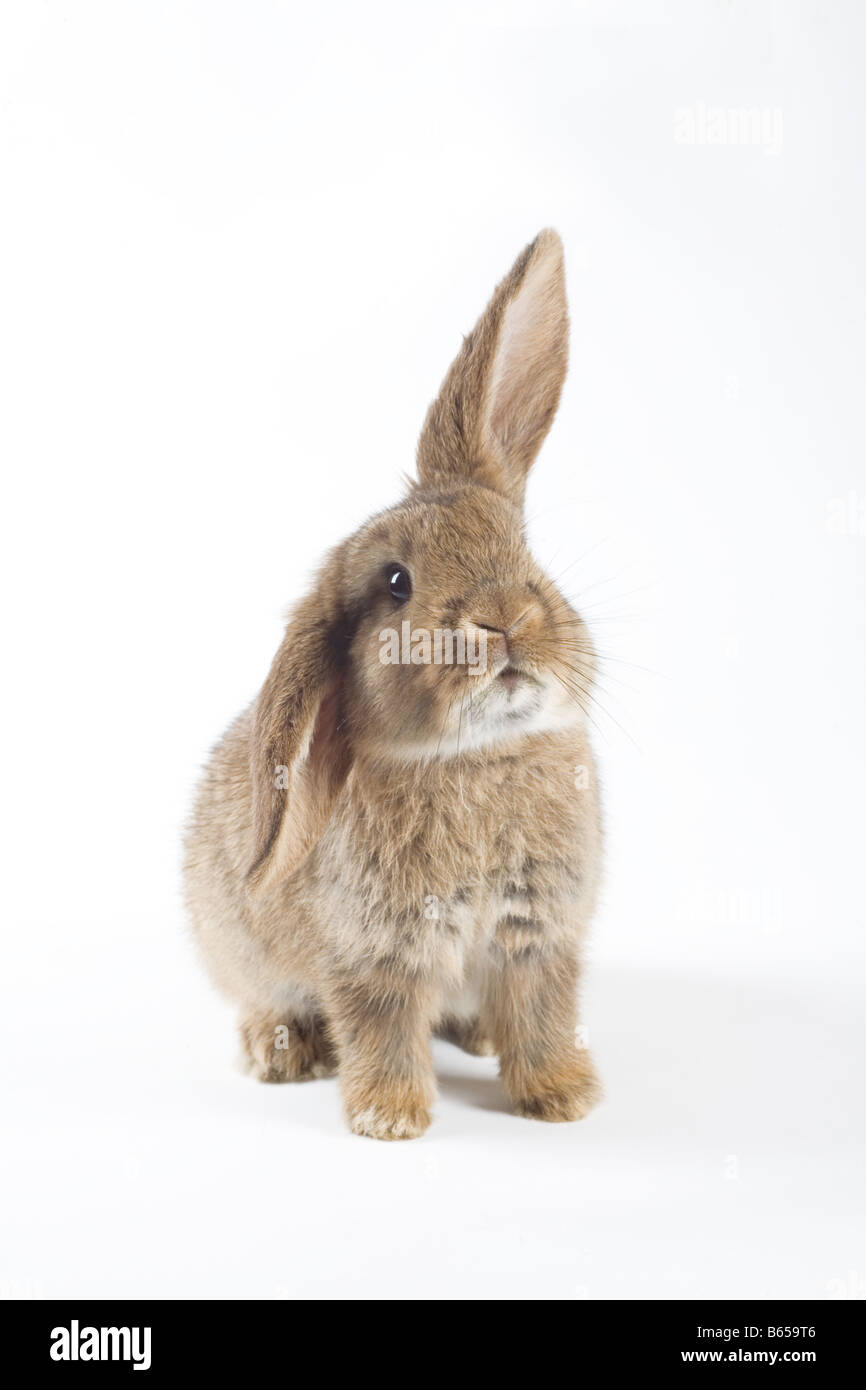 brown bunny, isolated on white background Stock Photo - Alamy