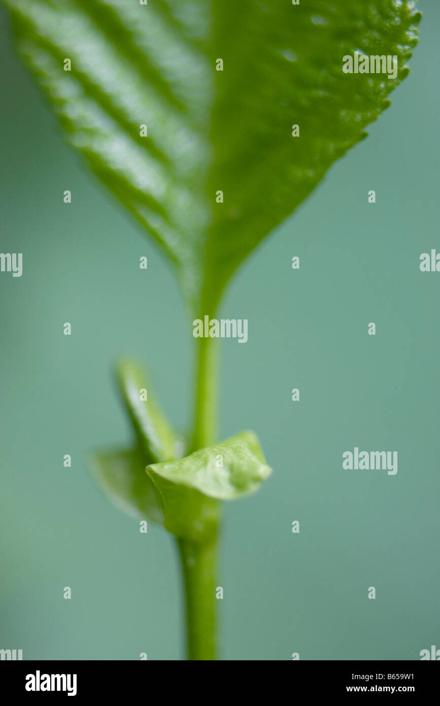 New leaves growing on stem, close-up Stock Photo - Alamy