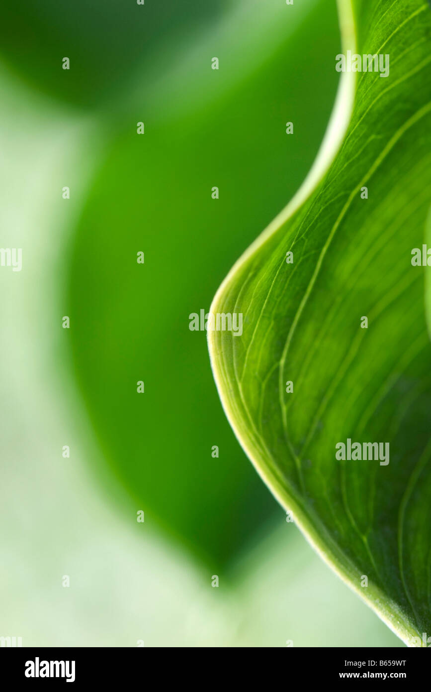 Variegated leaf hi-res stock photography and images - Alamy