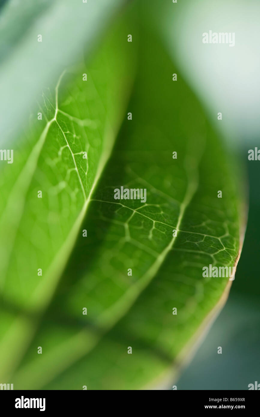 Leaf veins, extreme close-up Stock Photo - Alamy