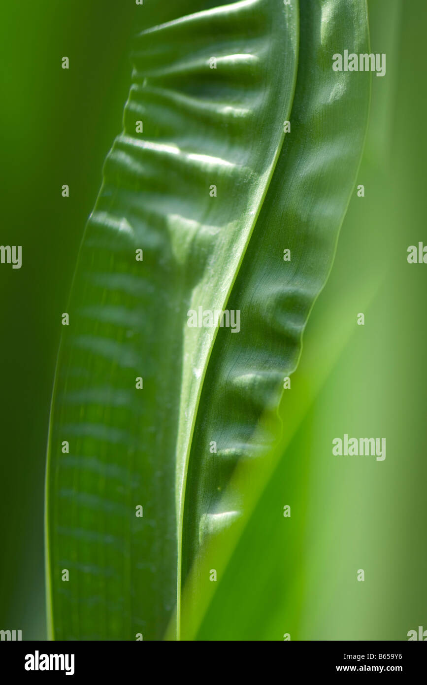Wrinkled leaves, close-up Stock Photo - Alamy