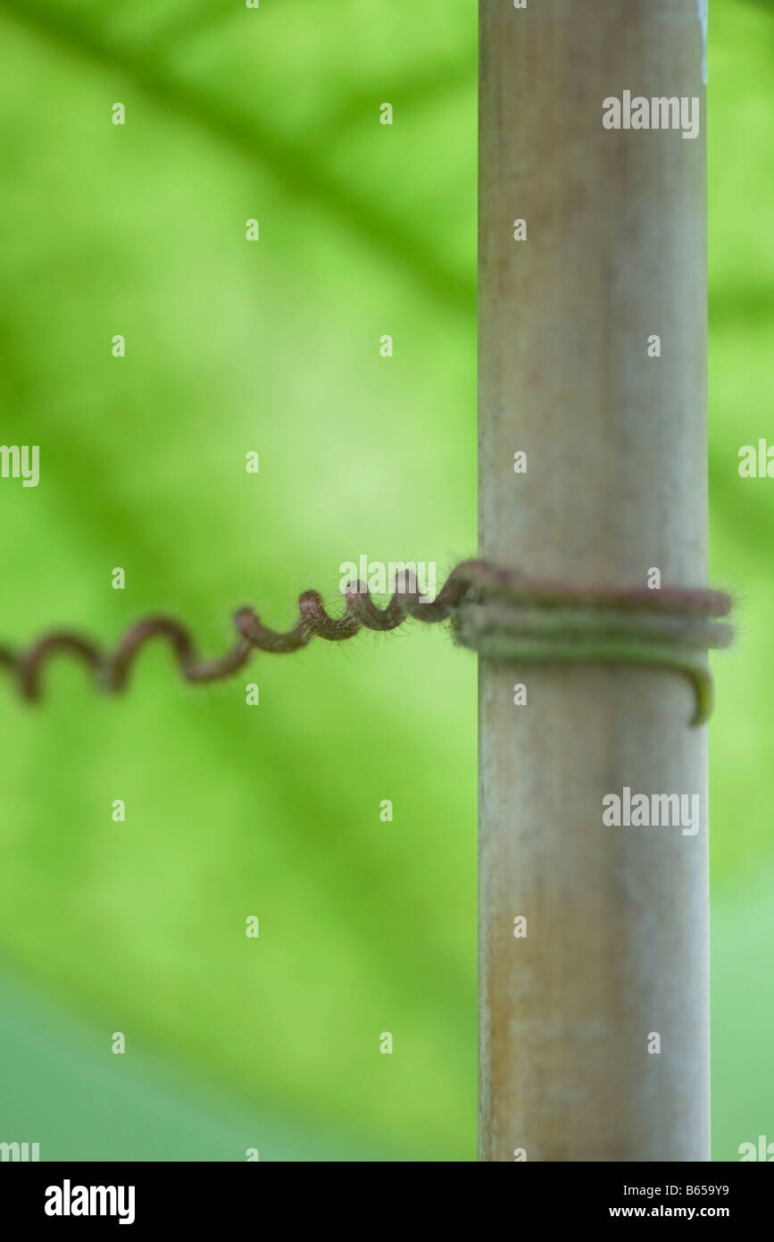 Hairy vine stem hi-res stock photography and images - Alamy