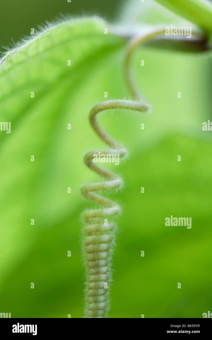 Coiled Up Stock Photos & Coiled Up Stock Images - Alamy