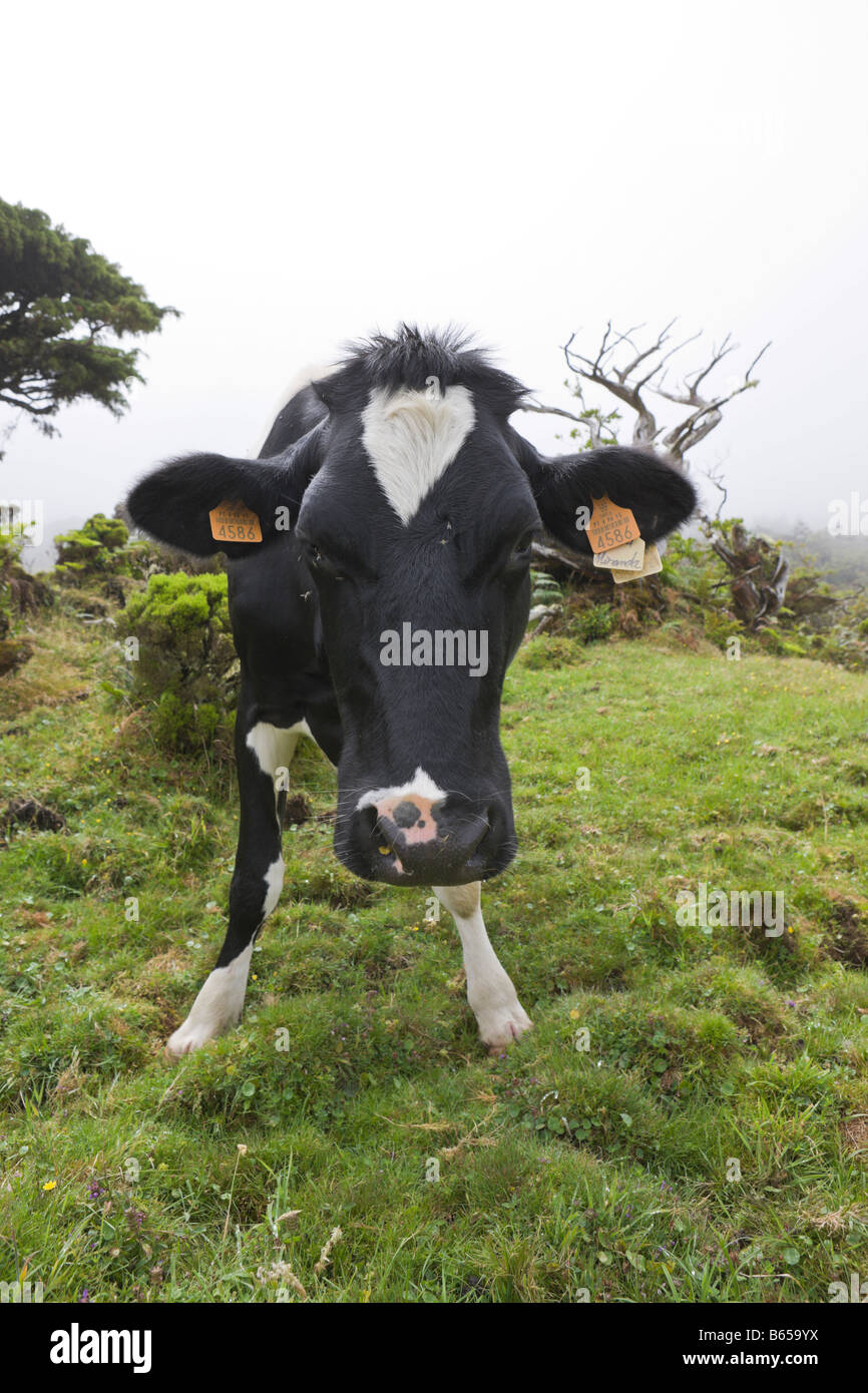 Cow at Highlands of Pico Bos taurus Pico Island Azores Portugal Stock ...