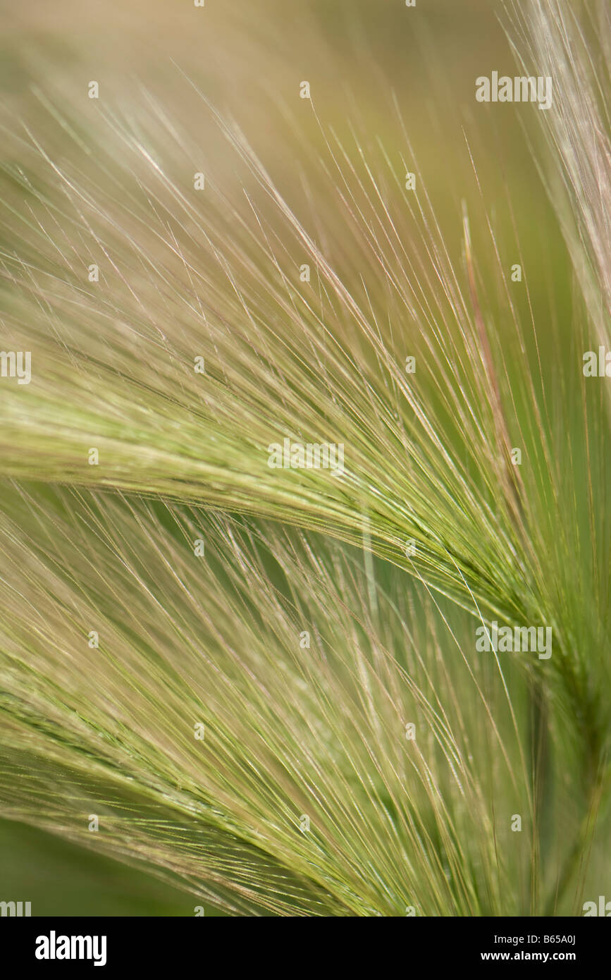 Barley husks, extreme close-up Stock Photo - Alamy
