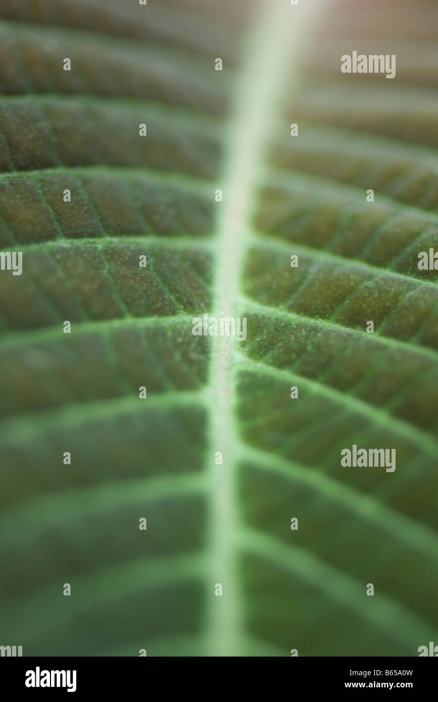 Leaf veins, extreme close-up Stock Photo - Alamy