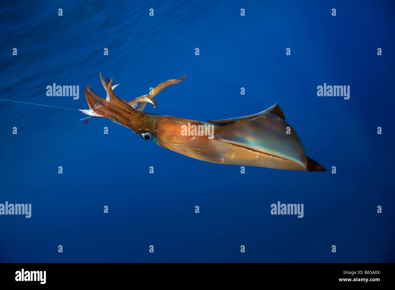 Veined Kalmar on Fish Hook Loligo forbesi Azores Atlantic Ocean ...