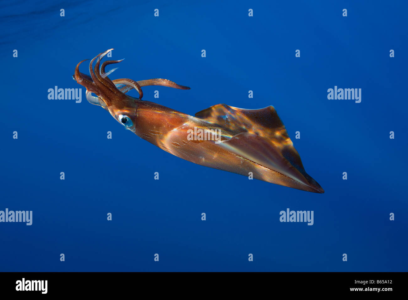 Giant squid hi-res stock photography and images - Alamy