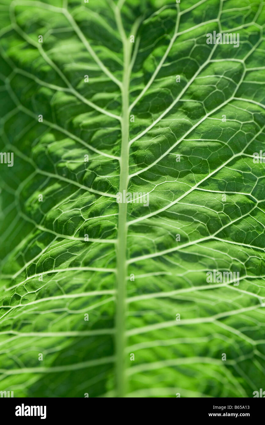 Leaf veins, extreme close-up Stock Photo - Alamy