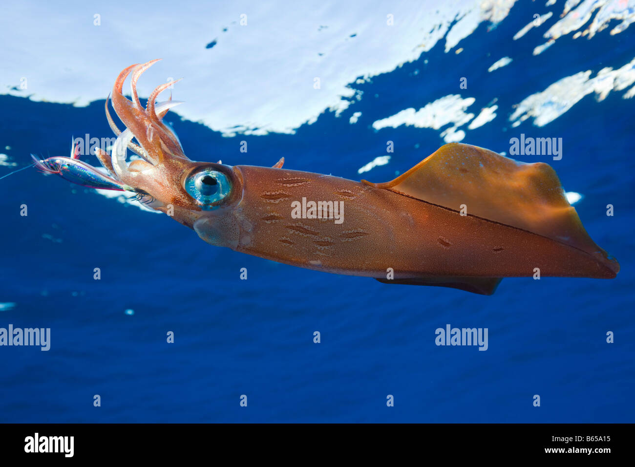 Atlantic giant squid hi-res stock photography and images - Alamy