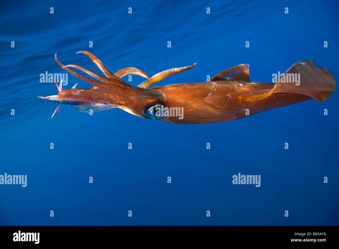 Giant squid hi-res stock photography and images - Alamy