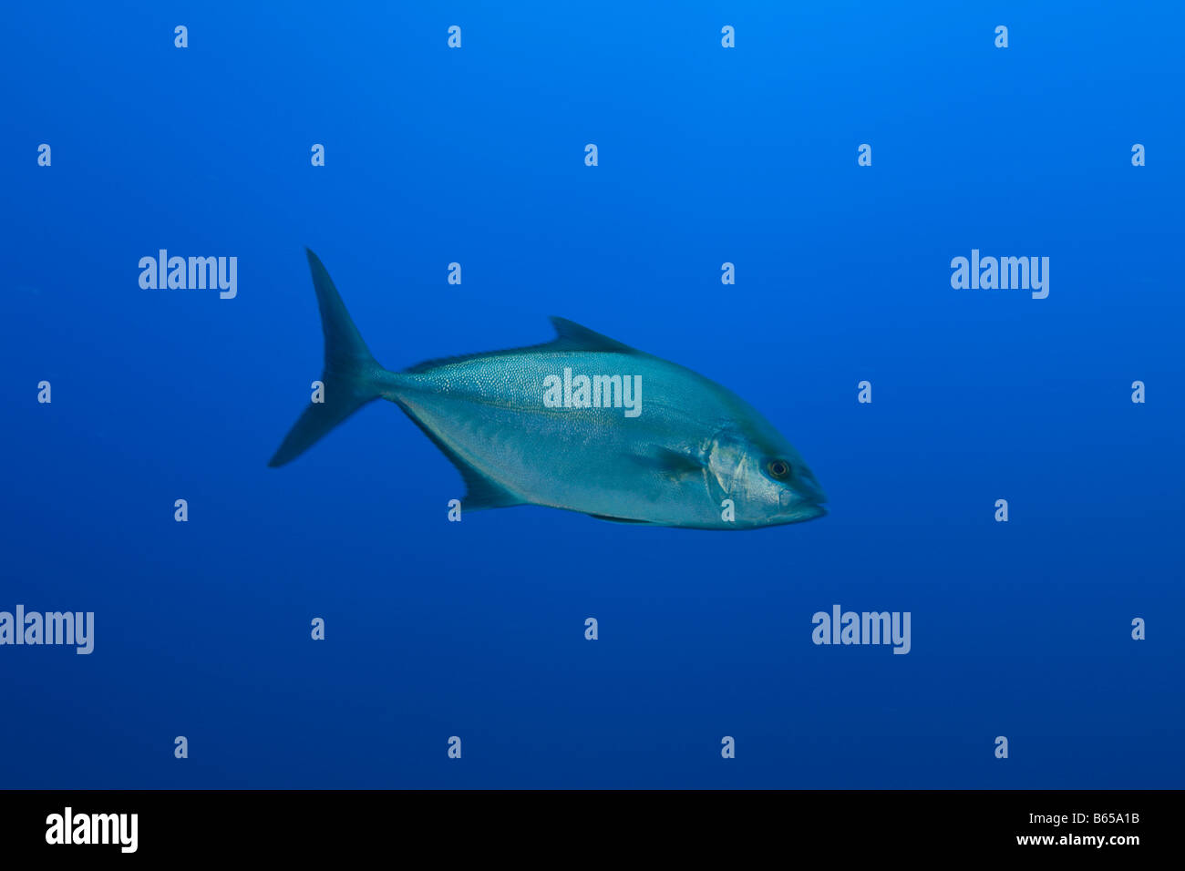 Almaco jack seriola rivoliana azores hi-res stock photography and ...