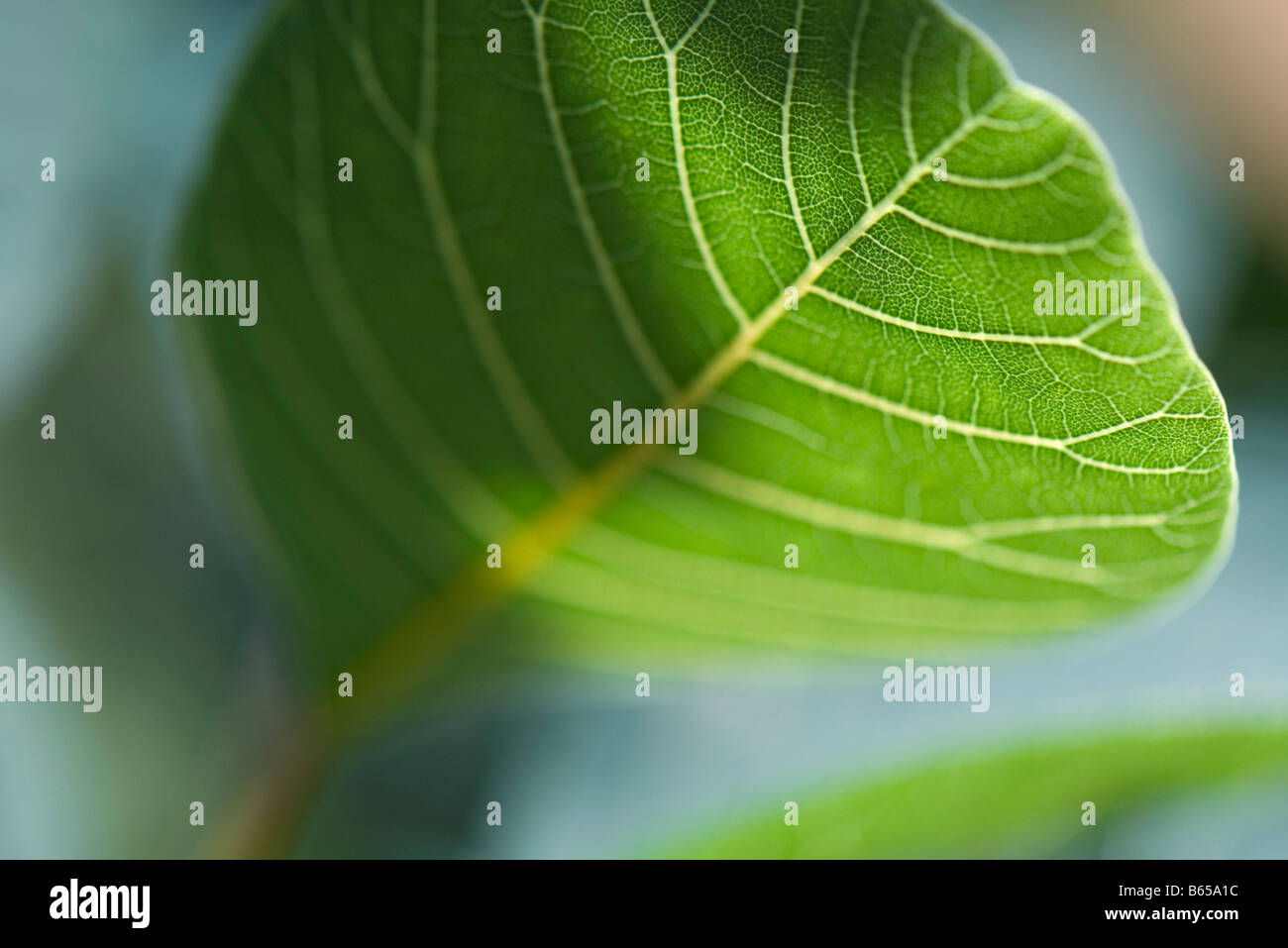 Leaf veins, close-up Stock Photo - Alamy