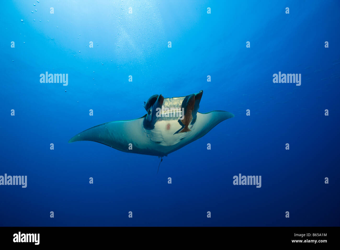 Sicklefin Mobula with Remora Mobula tarapacana Azores Princess Alice ...