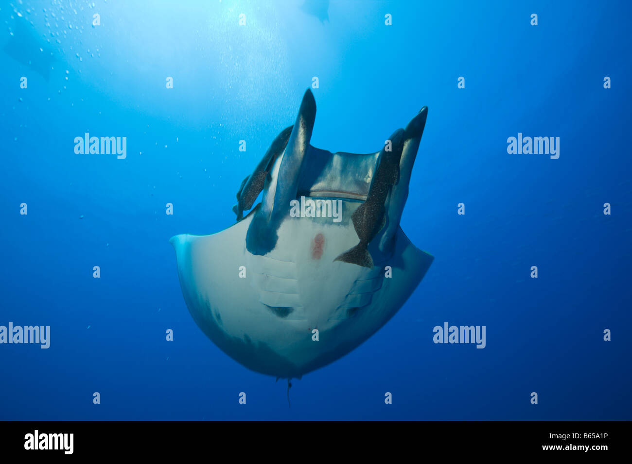 Sicklefin Mobula with Remora Mobula tarapacana Azores Princess Alice ...