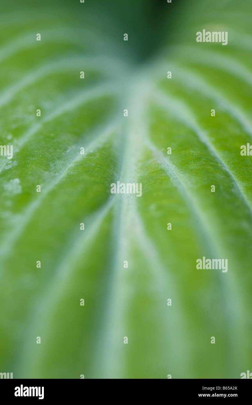 Variegated leaf hi-res stock photography and images - Alamy