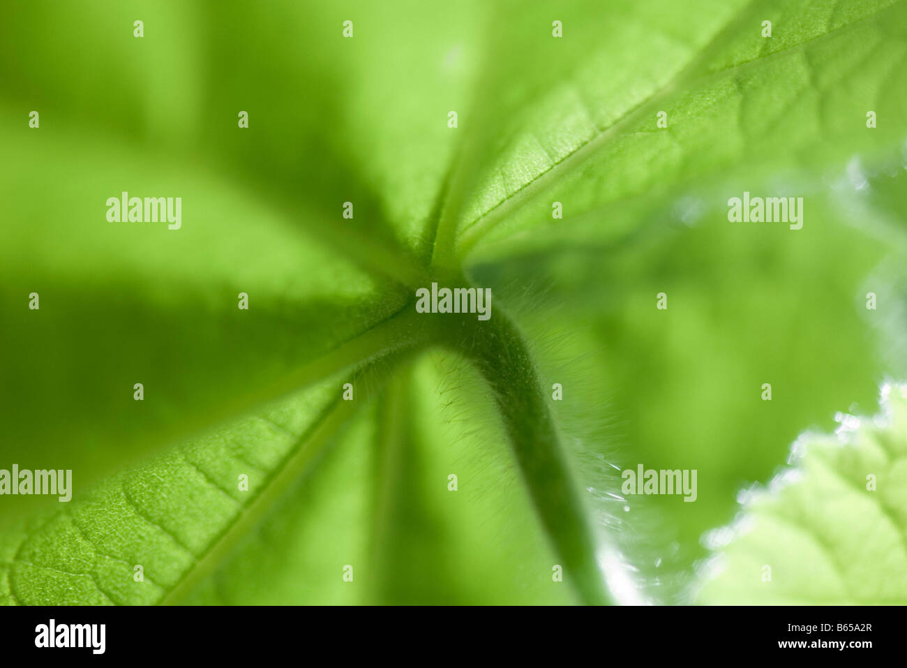 Underside of leaf, extreme close-up Stock Photo - Alamy