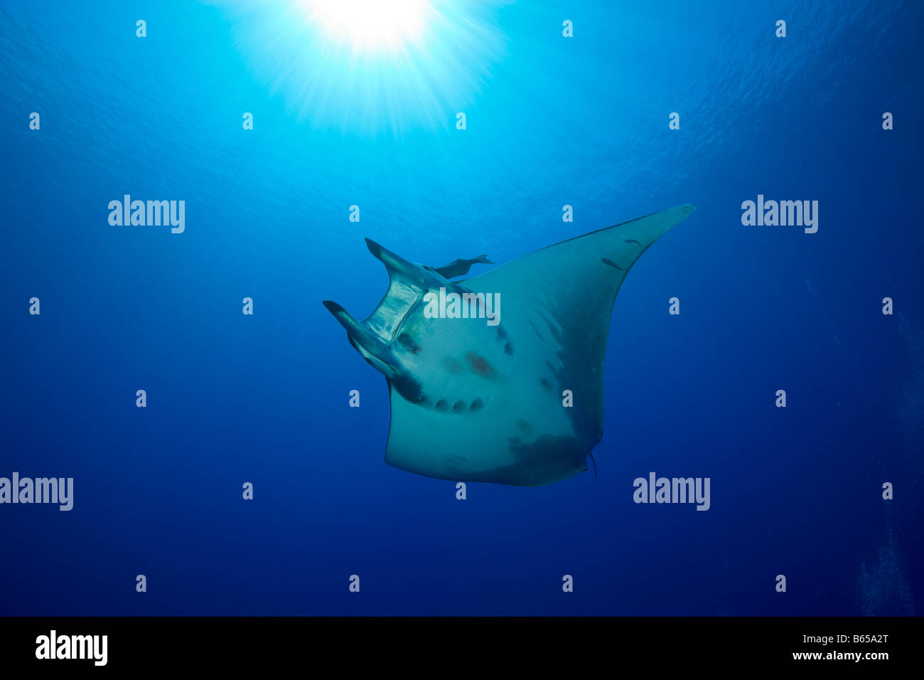 Sicklefin Mobula Mobula tarapacana Azores Princess Alice Bank Atlantic ...