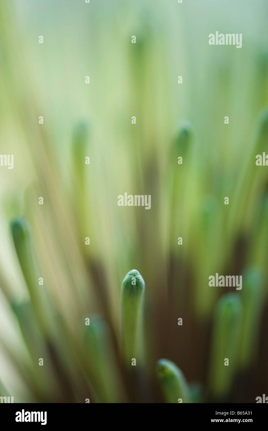 Flower stamen, extreme close-up Stock Photo - Alamy