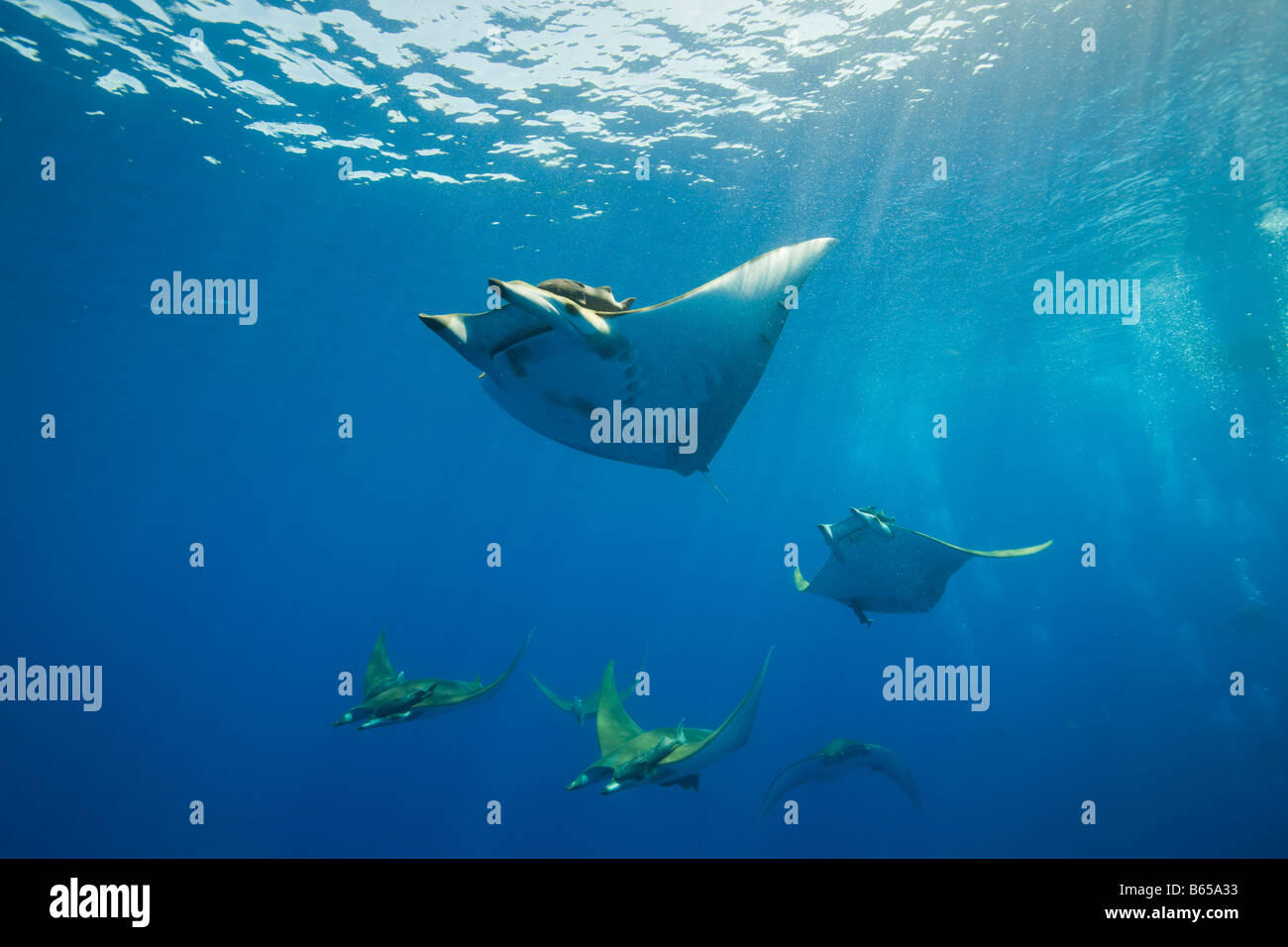 Sicklefin Mobulas Mobula tarapacana Azores Princess Alice Bank Atlantic ...