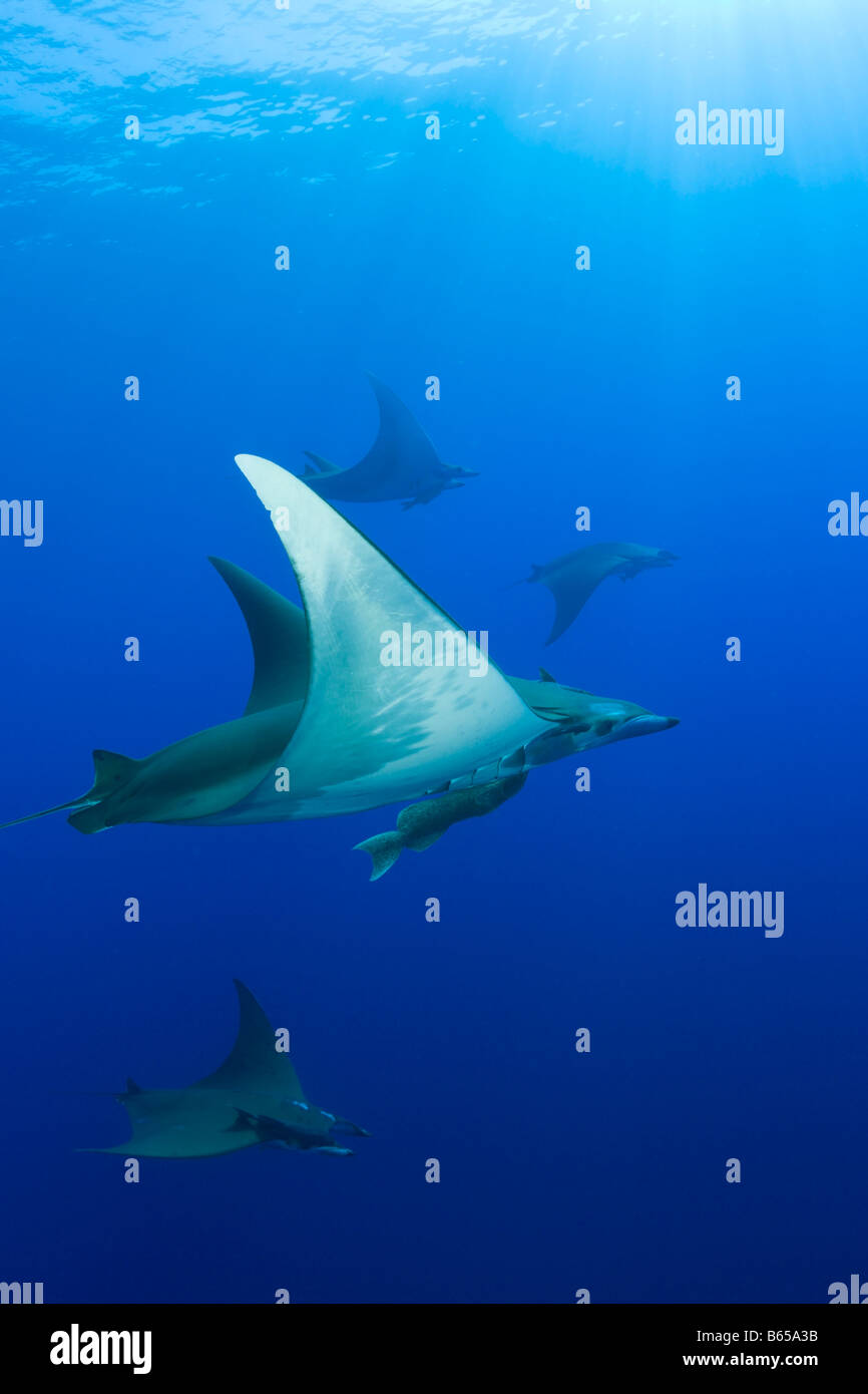 Sicklefin Mobulas Mobula tarapacana Azores Princess Alice Bank Atlantic ...
