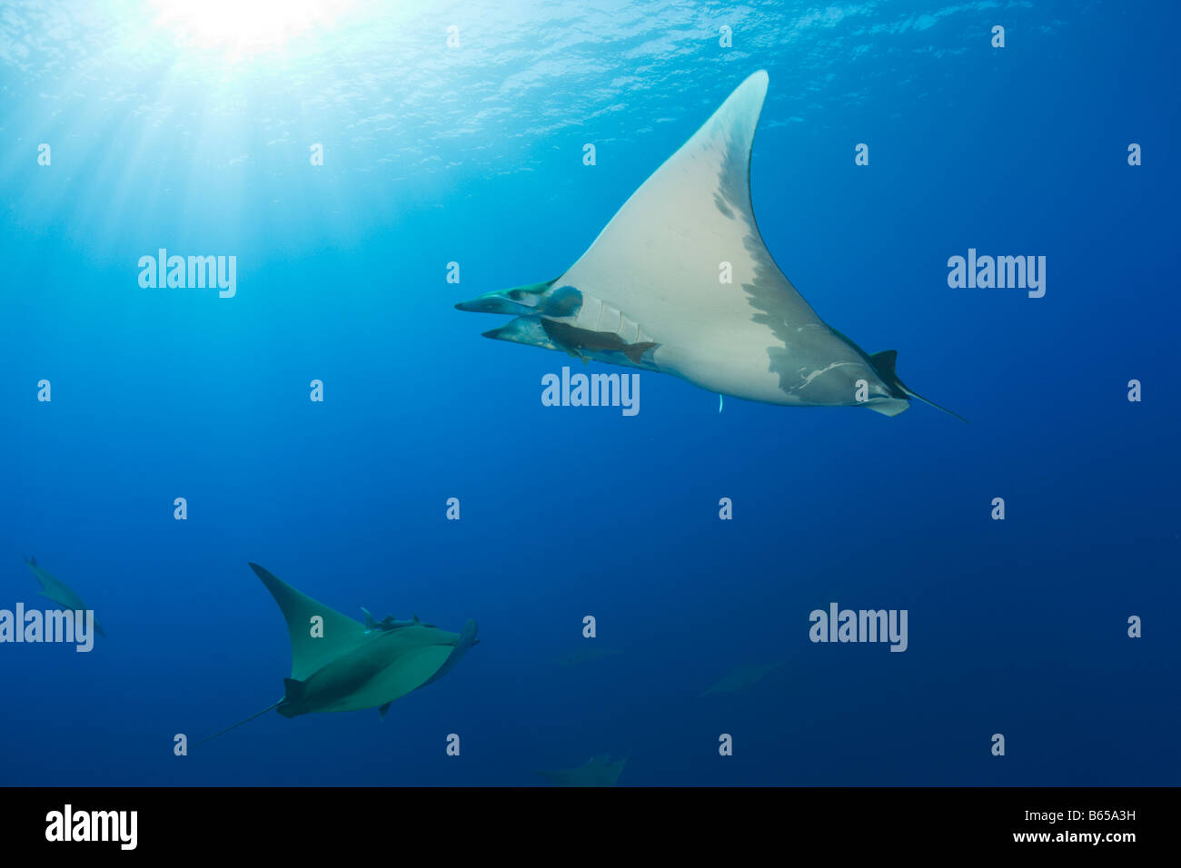 Sicklefin Mobulas Mobula tarapacana Azores Princess Alice Bank Atlantic ...