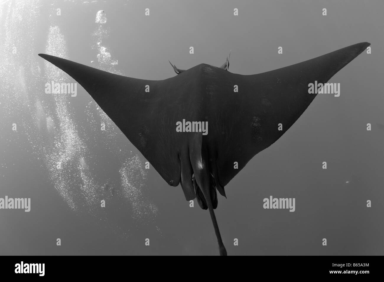 Sicklefin Mobula Mobula tarapacana Azores Princess Alice Bank Atlantic ...