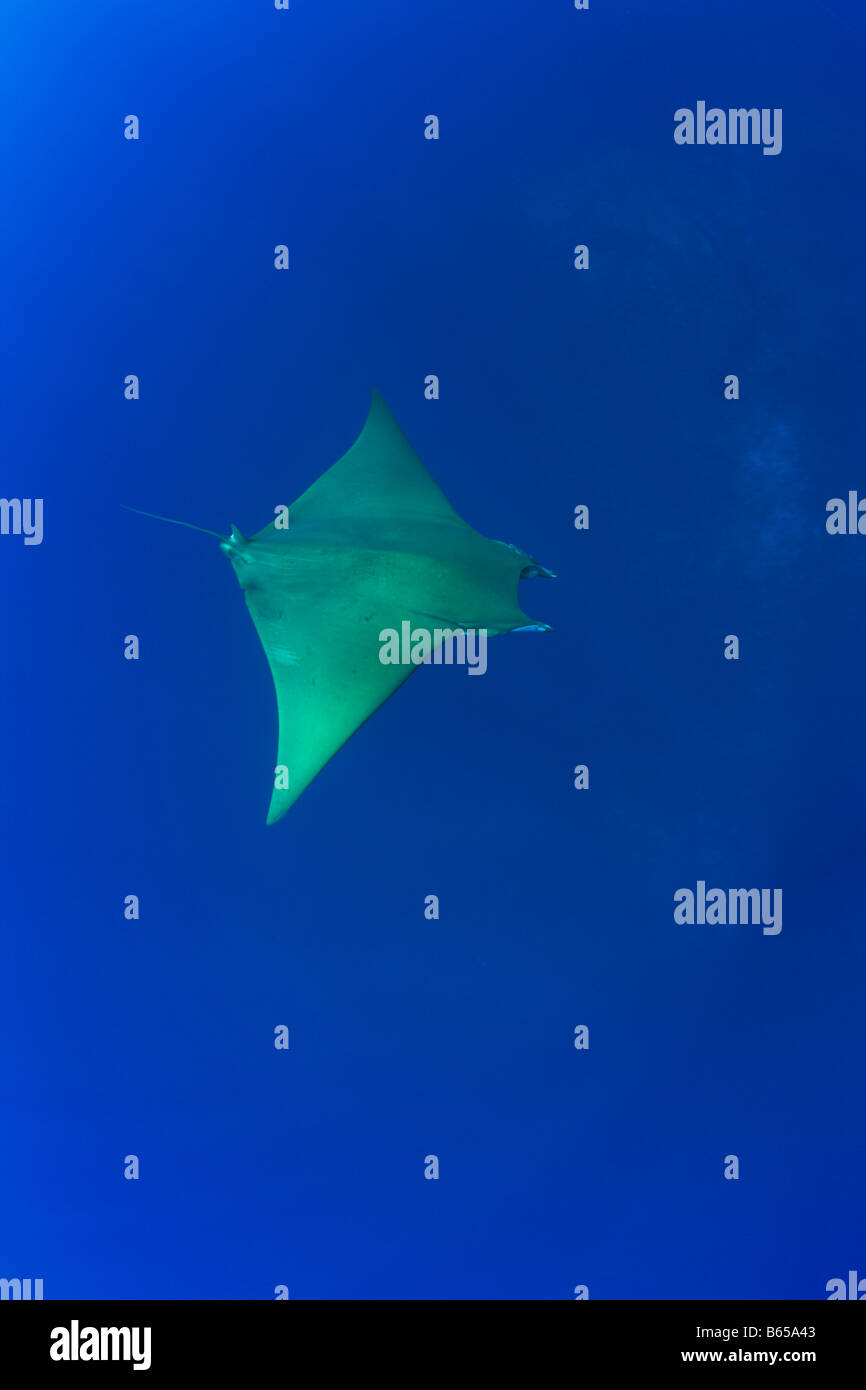 Sicklefin Mobula Mobula tarapacana Azores Princess Alice Bank Atlantic ...