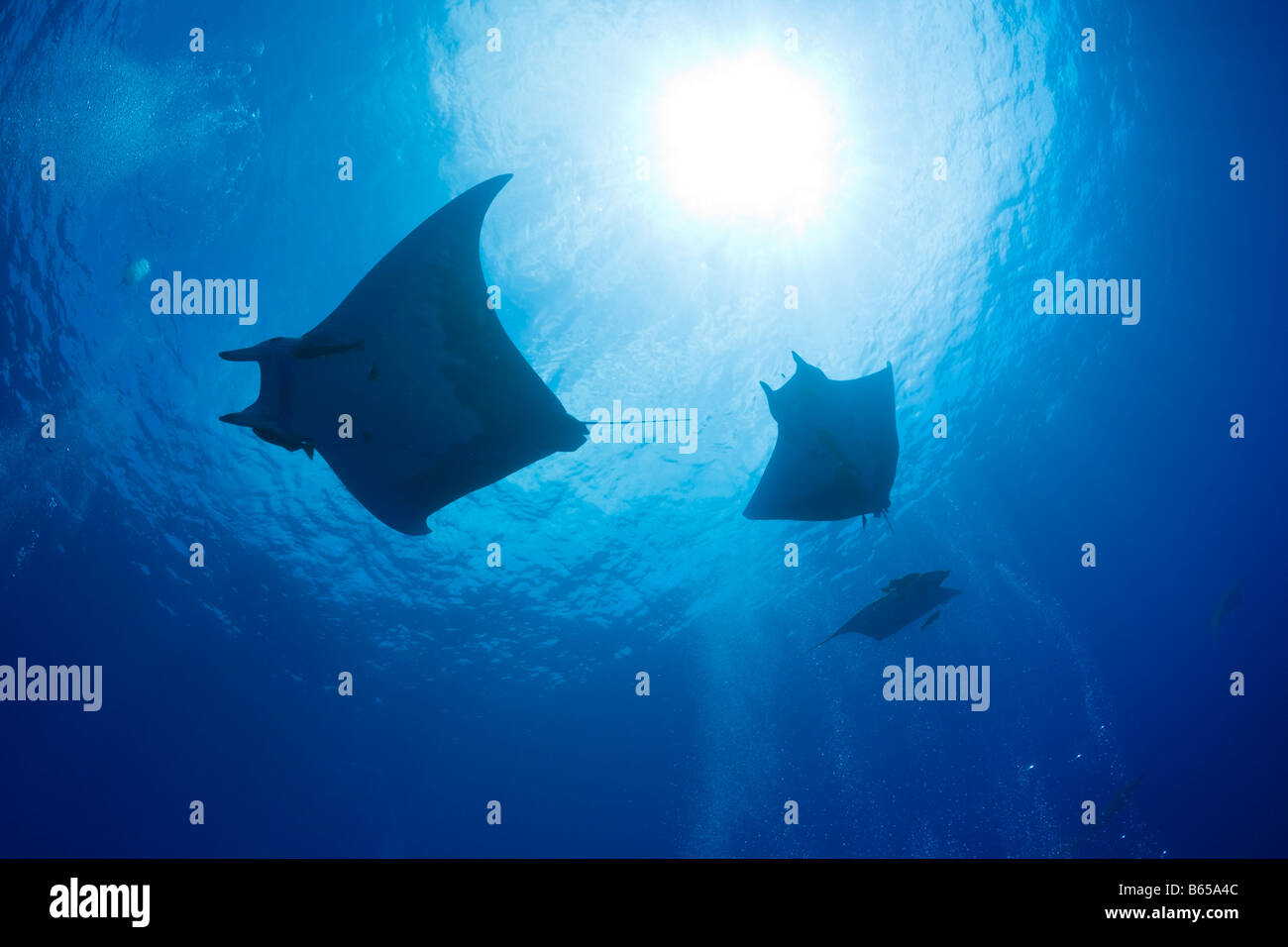 Sicklefin Mobulas Mobula tarapacana Azores Princess Alice Bank Atlantic ...