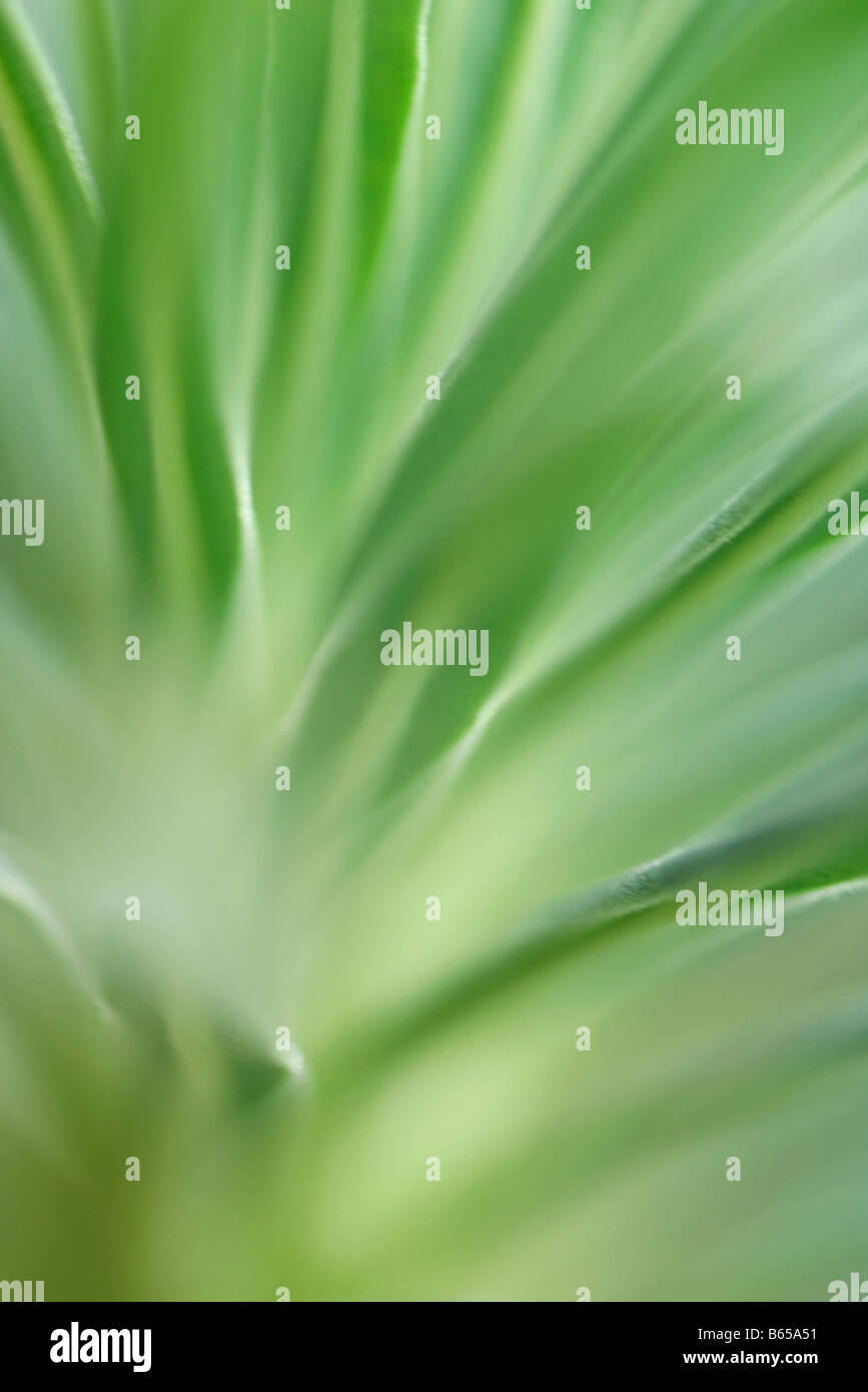 Close-up of variegated foliage in soft focus Stock Photo - Alamy