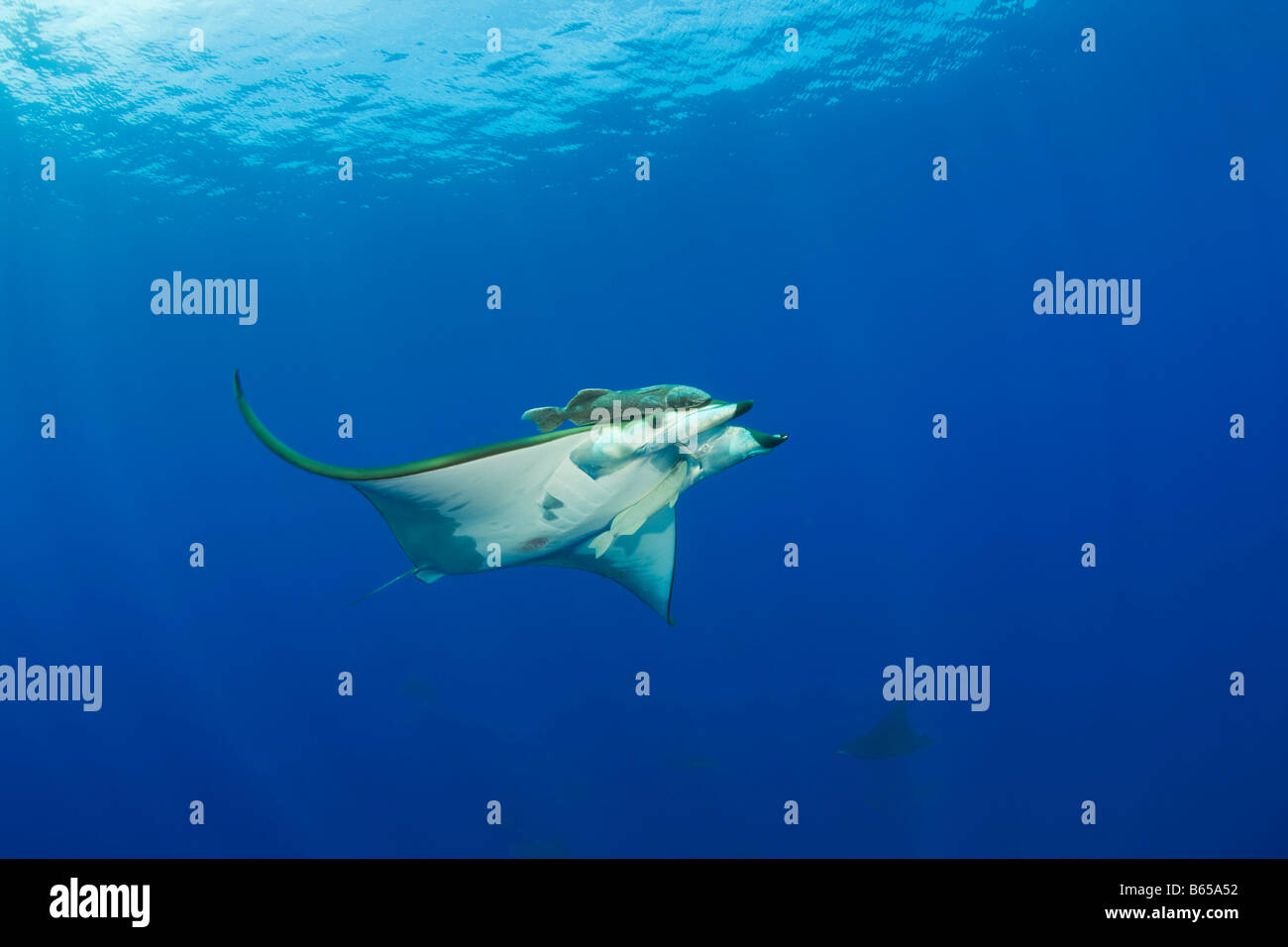 Sicklefin Mobula Mobula tarapacana Azores Princess Alice Bank Atlantic ...