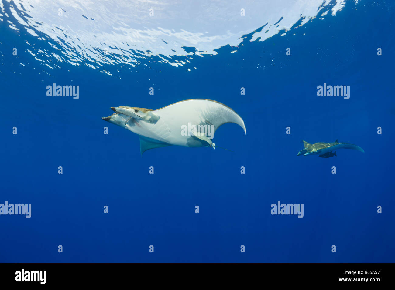 Sicklefin Mobula Mobula tarapacana Azores Princess Alice Bank Atlantic ...