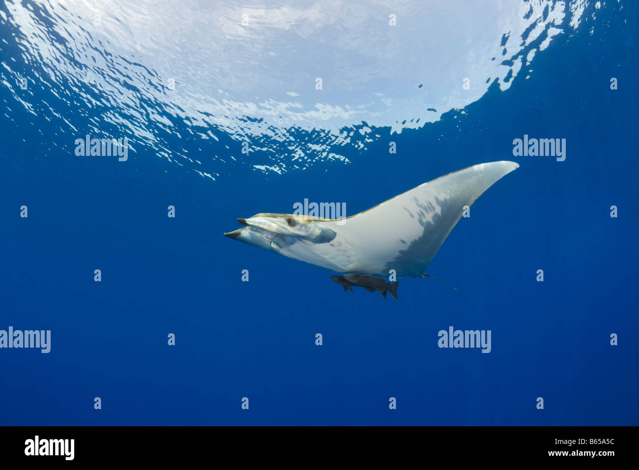 Sicklefin Mobula Mobula tarapacana Azores Princess Alice Bank Atlantic ...