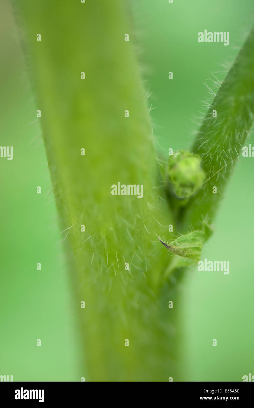 Leaf nodes hi-res stock photography and images - Alamy