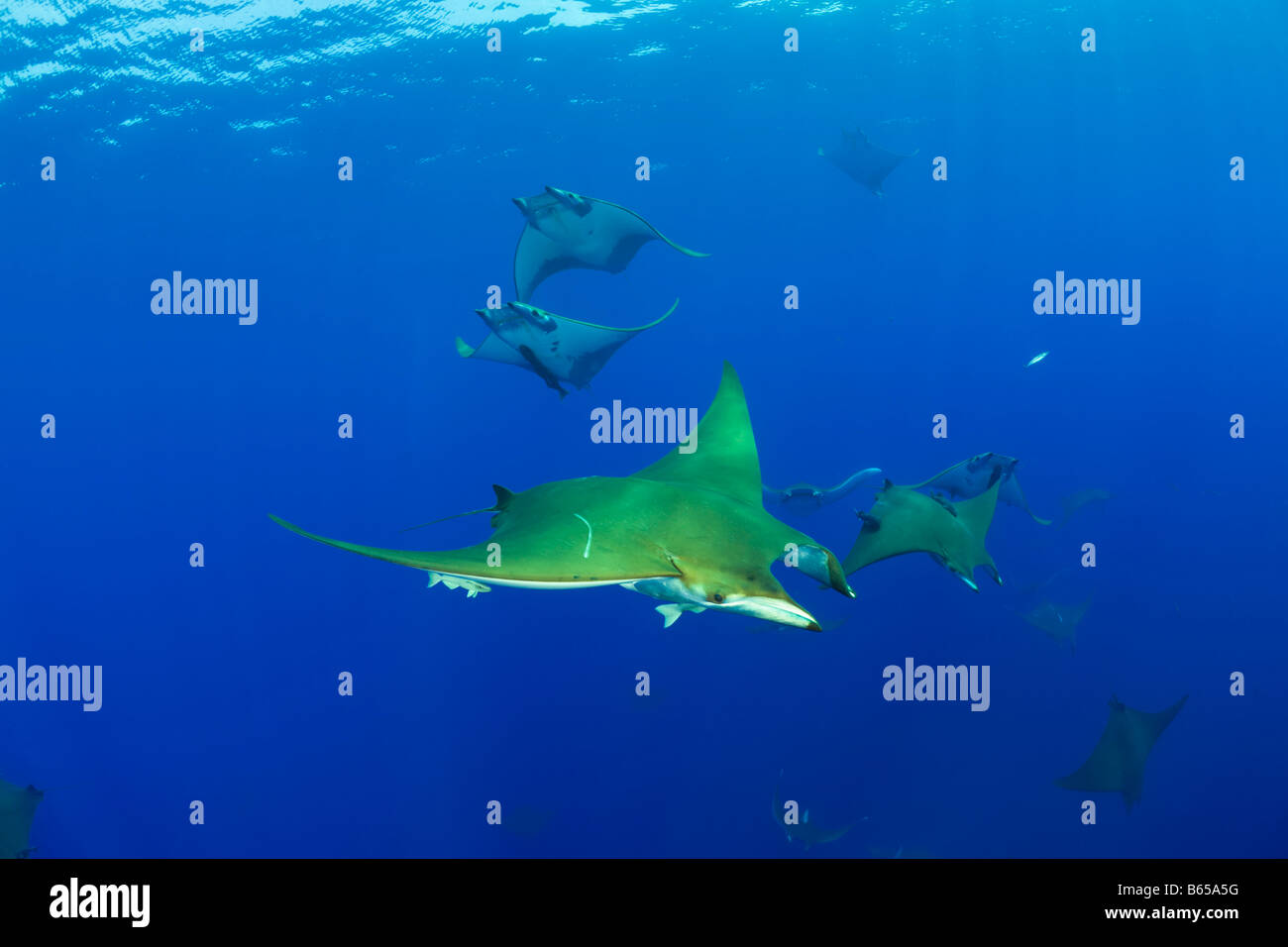 Sicklefin Mobulas Mobula tarapacana Azores Princess Alice Bank Atlantic ...