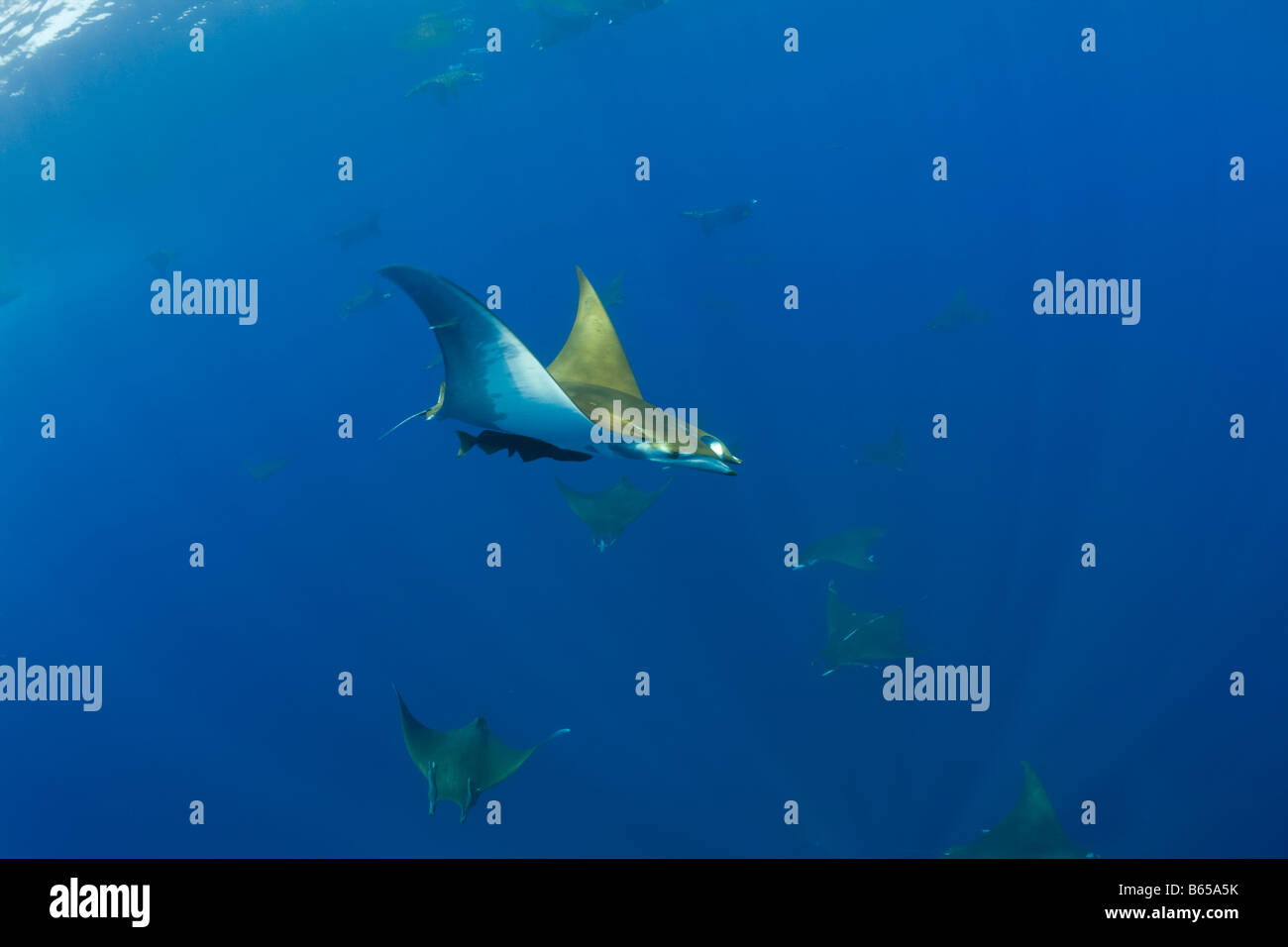 Sicklefin Mobulas Mobula tarapacana Azores Princess Alice Bank Atlantic ...