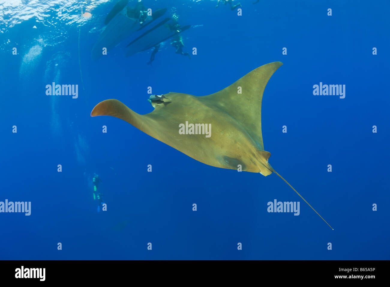 Sicklefin Mobula Mobula tarapacana Azores Princess Alice Bank Atlantic ...