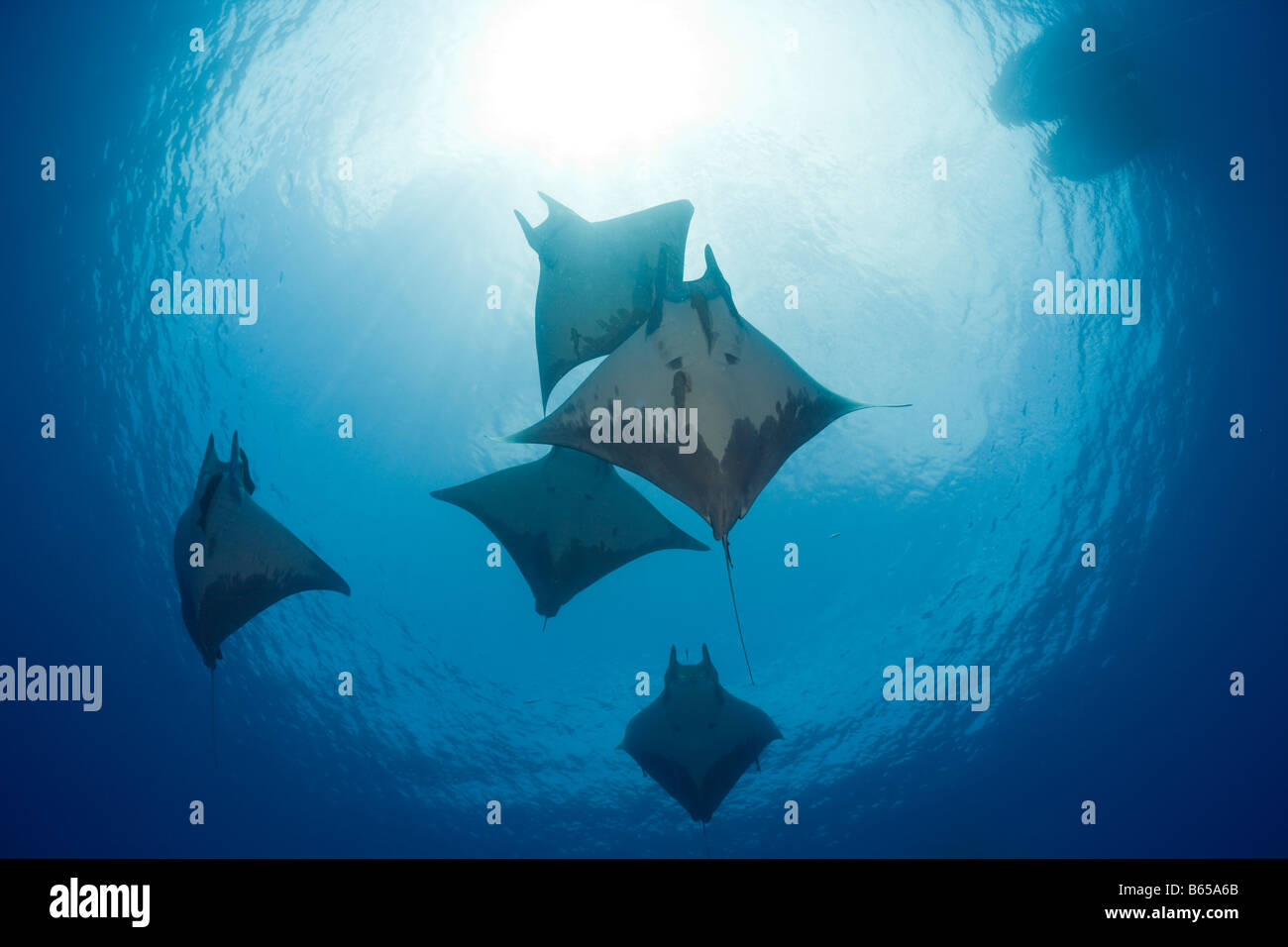 Sicklefin Mobulas Mobula tarapacana Azores Princess Alice Bank Atlantic ...