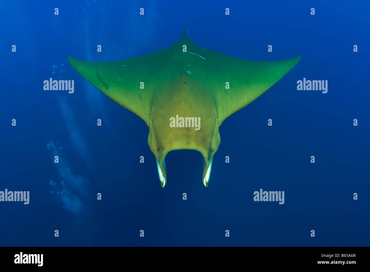 Sicklefin Mobula Mobula tarapacana Azores Princess Alice Bank Atlantic ...